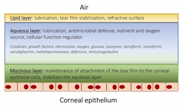 Exposure Keratopathy - EyeWiki