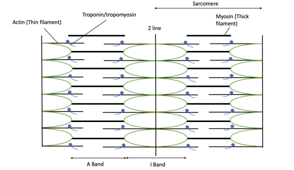 Extraocular Muscles - EyeWiki