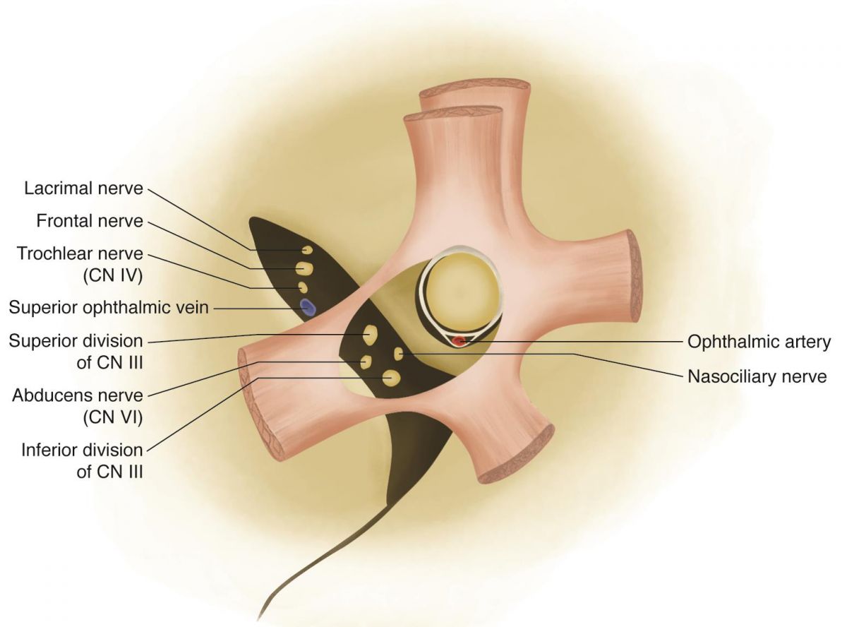 Bony Anatomy of the Orbit - EyeWiki