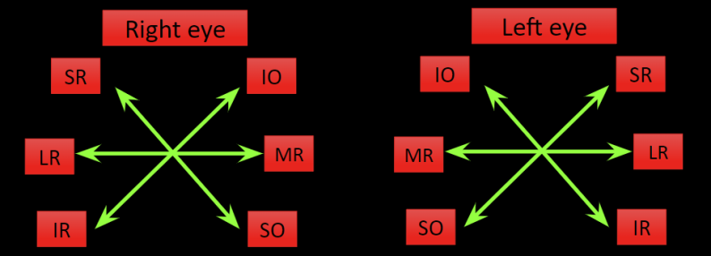 Sensory and Motor Testing - EyeWiki