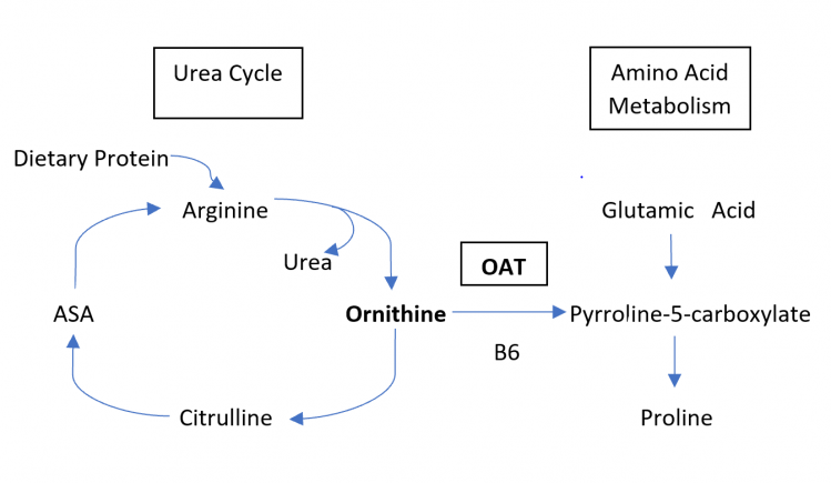 Gyrate Atrophy - EyeWiki