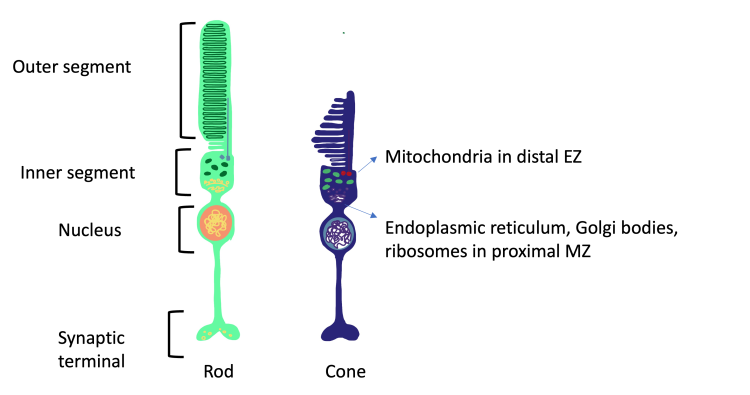 Bacillary Layer Detachment in Retina - EyeWiki
