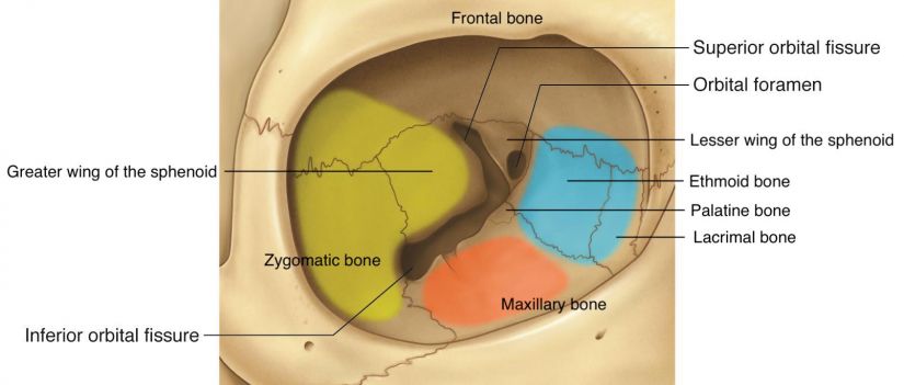 Bony Anatomy of the Orbit - EyeWiki