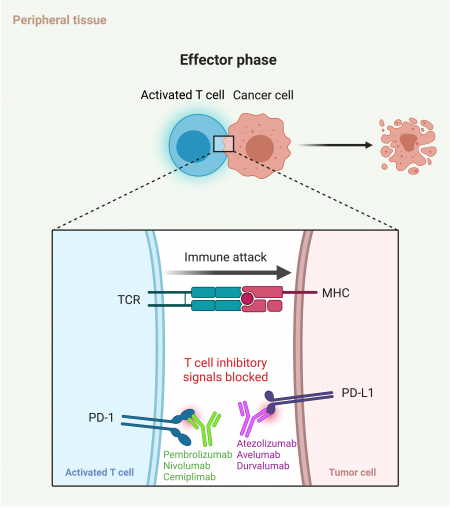 Neuro Ophthalmic Complications of Immune Checkpoint Inhibitors - EyeWiki