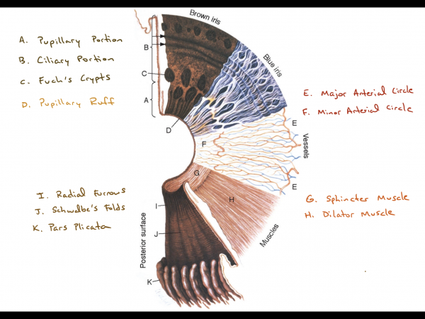 Iris Trauma Repair - EyeWiki